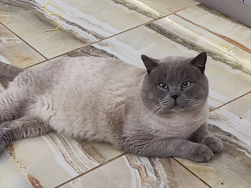 Шотландский блю поинт кот вязка