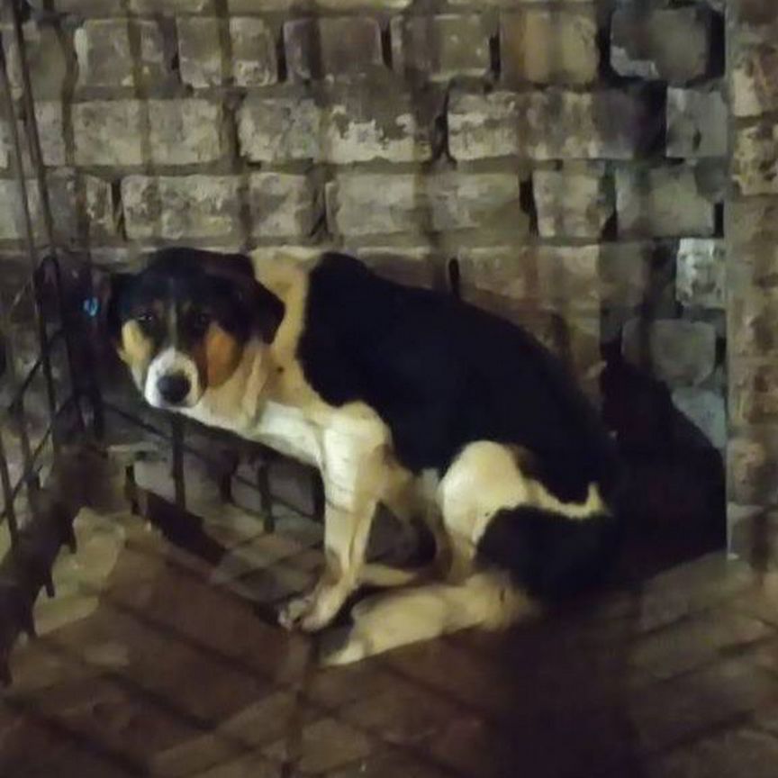 Взрослый пёс в добрые руки