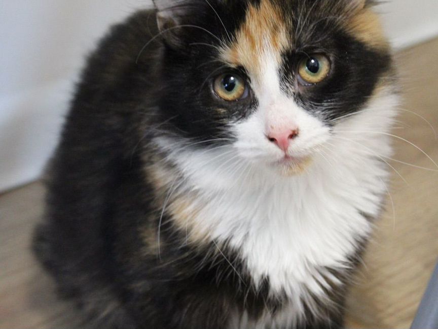 Котенок Стеша