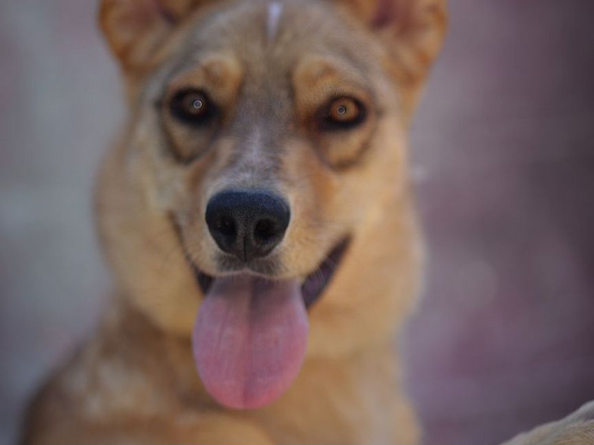 Собака в добрые руки отдам бесплатно