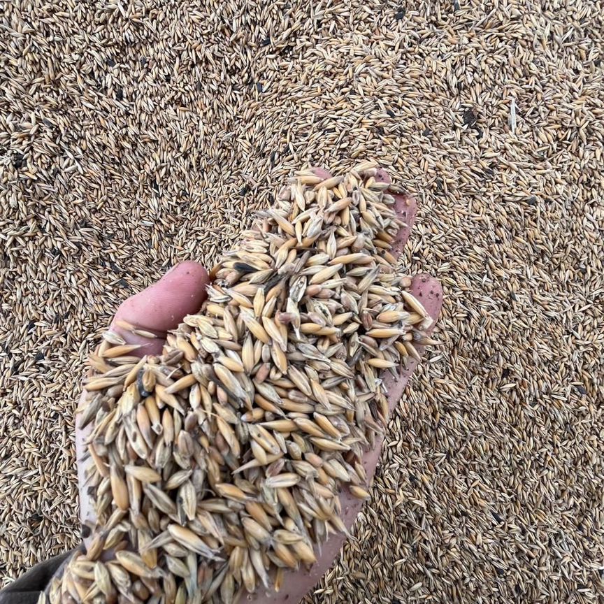 Зерносмесь