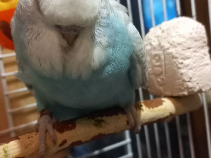 Выставочный волнистый попугай, самочка