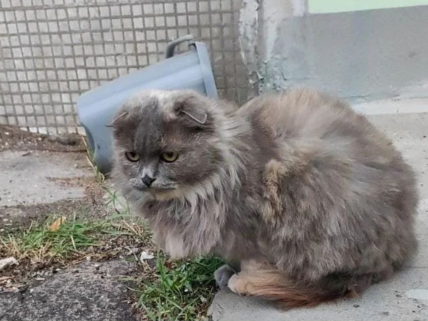 Вислоухая кошка в дар