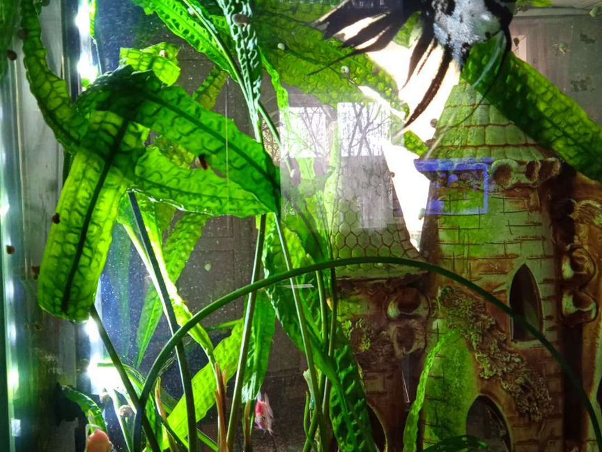 Продам водоросли для аквариума