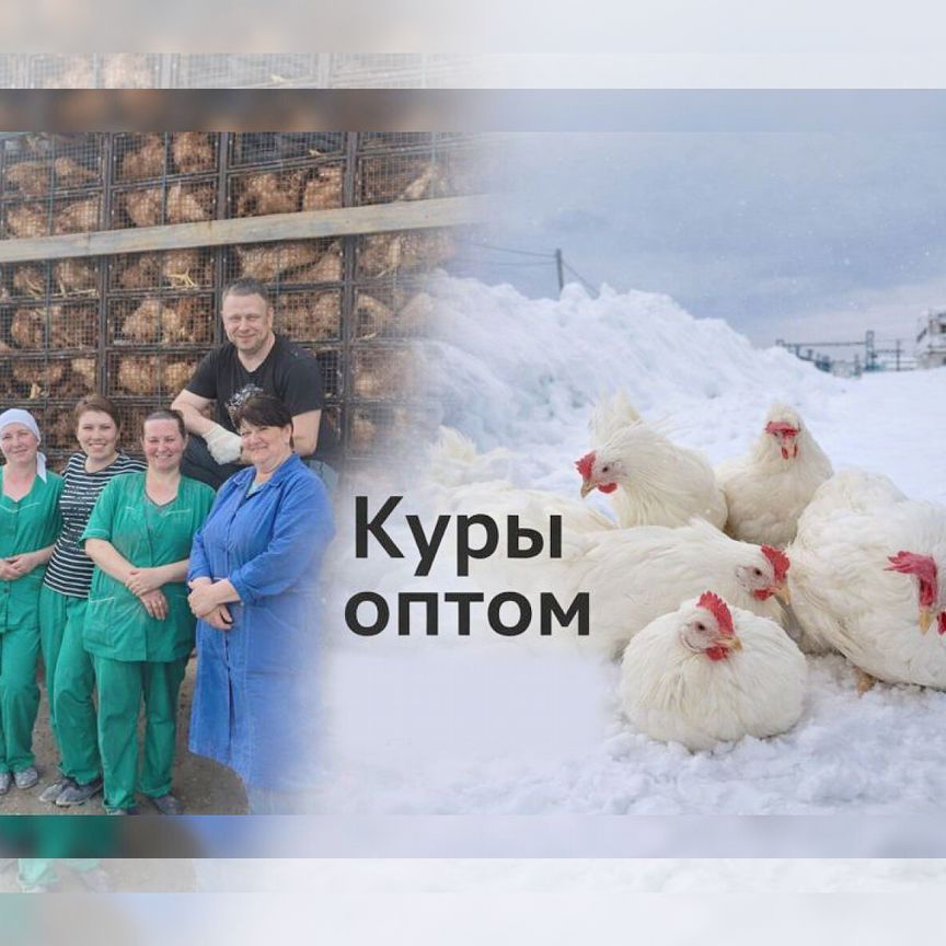 Живые куры, яркие рыжие и снежно-белые