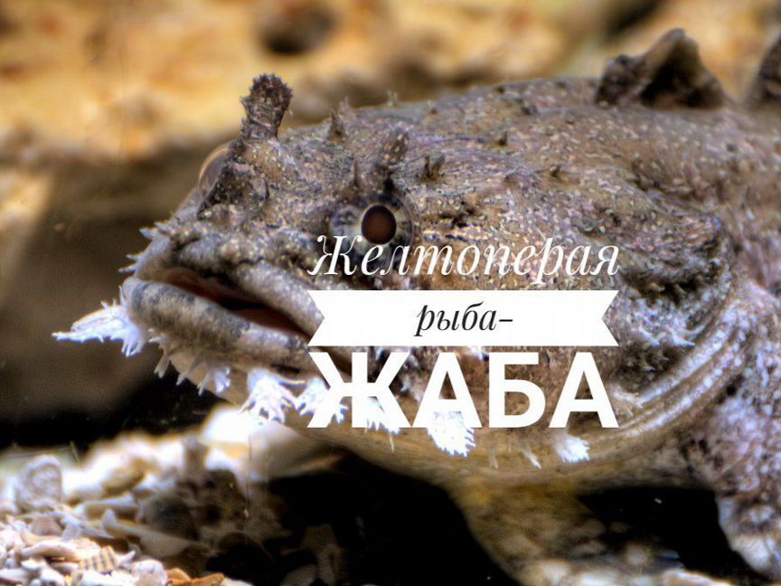 Желтоперая рыба-жаба, XL (морская рыба в наличии)