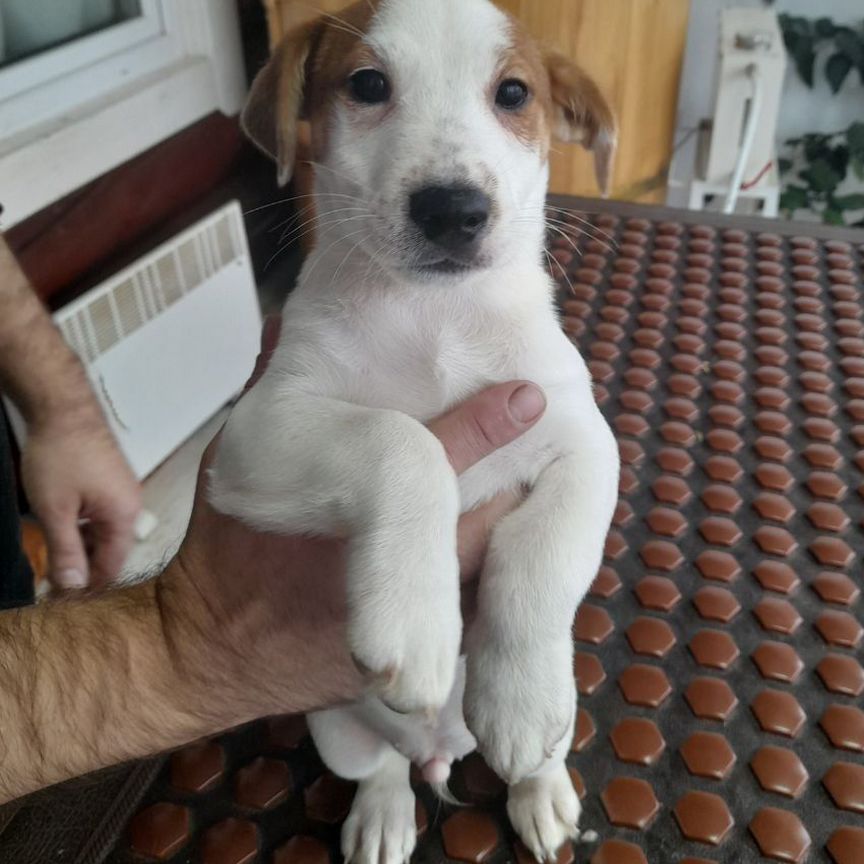 Джек-рассел-терьер, щенок