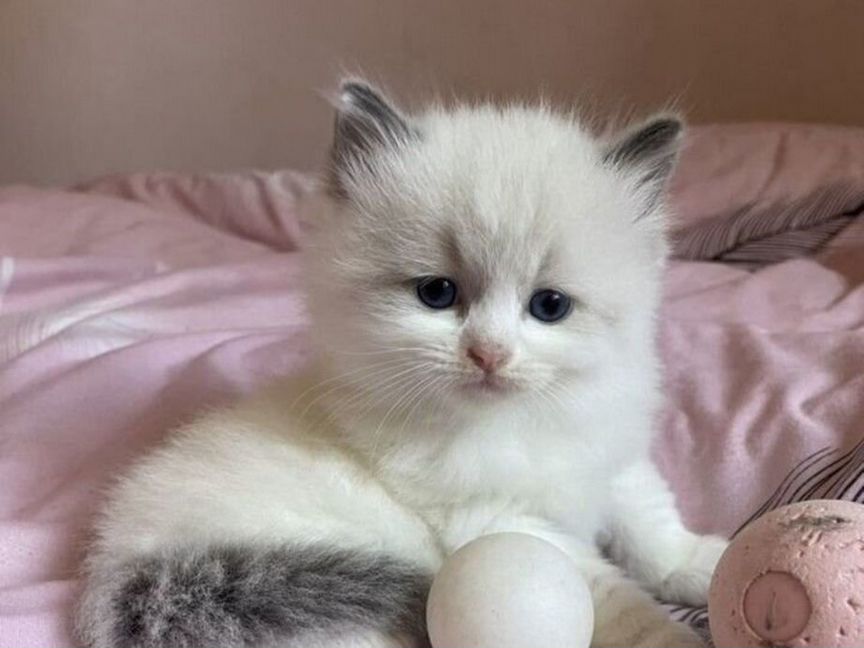 Котенок рэгдолл