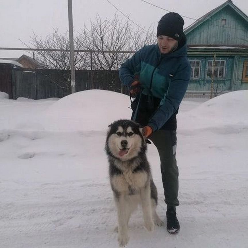 Хаски в добрые руки