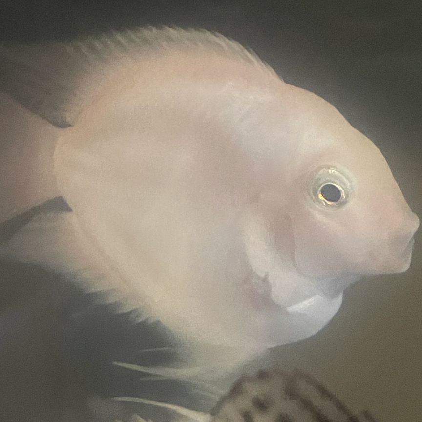 Аквариумные рыбки