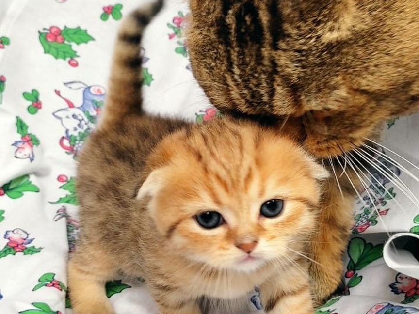 Шотландские котята разноглазые