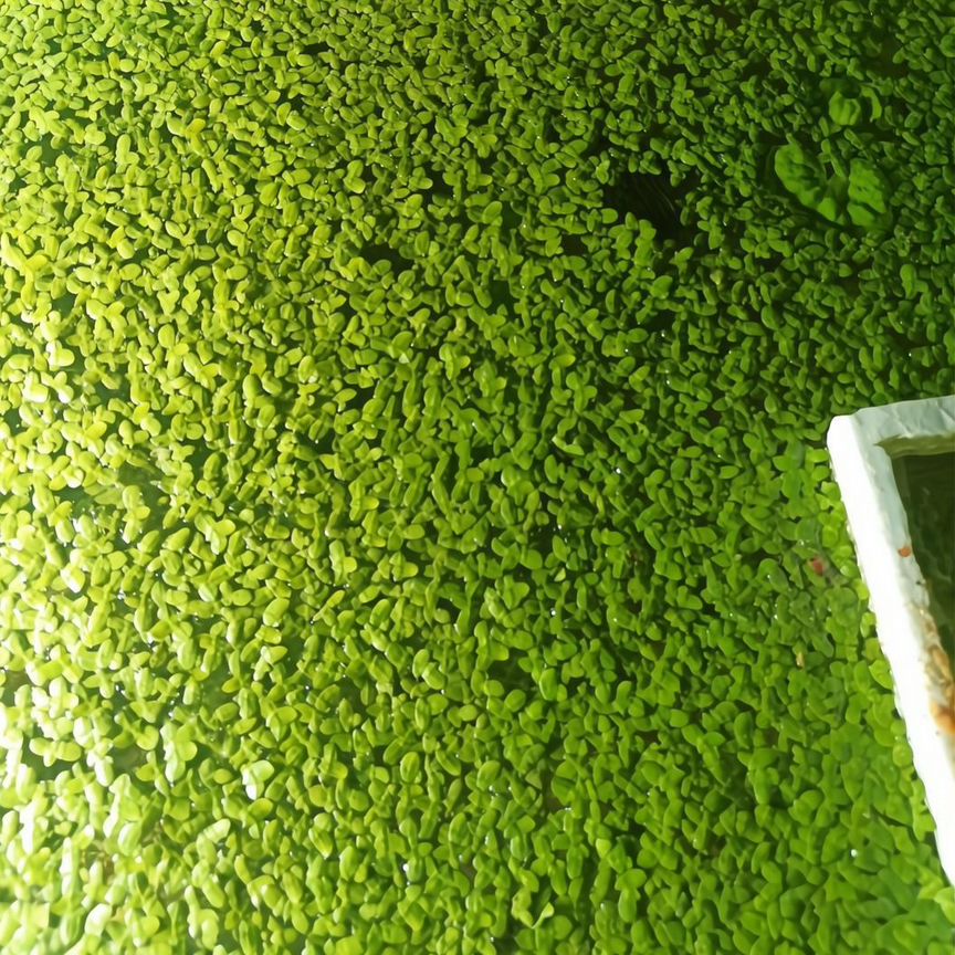 Аквариумные растения Ряска