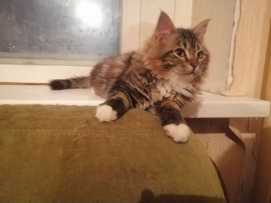 Смешной котёнок Шерстик ищет новый дом