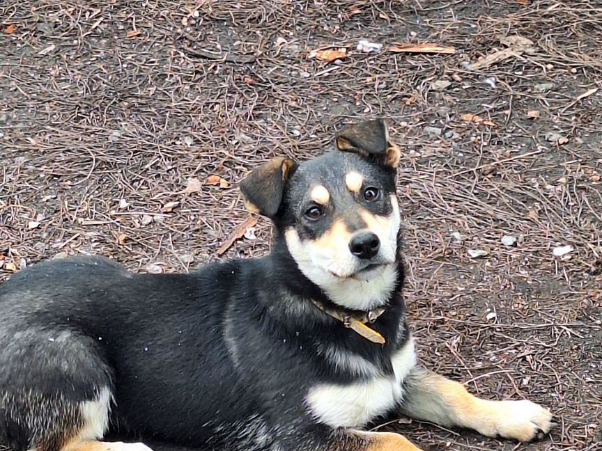 Щенок в добрые руки