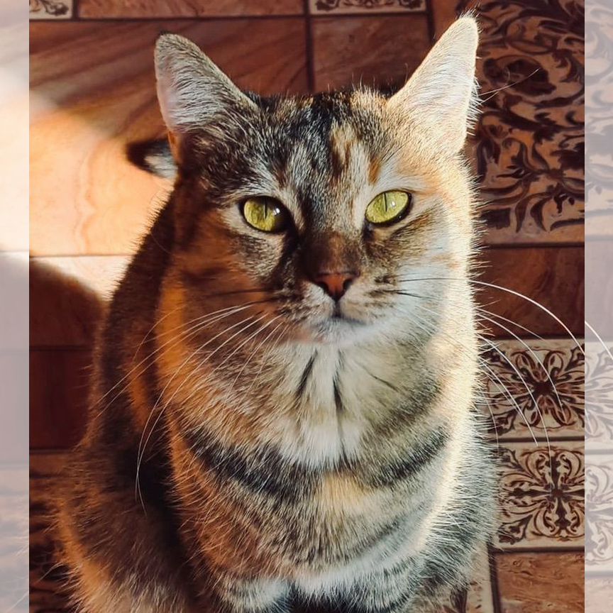 Кошечка осталась одна