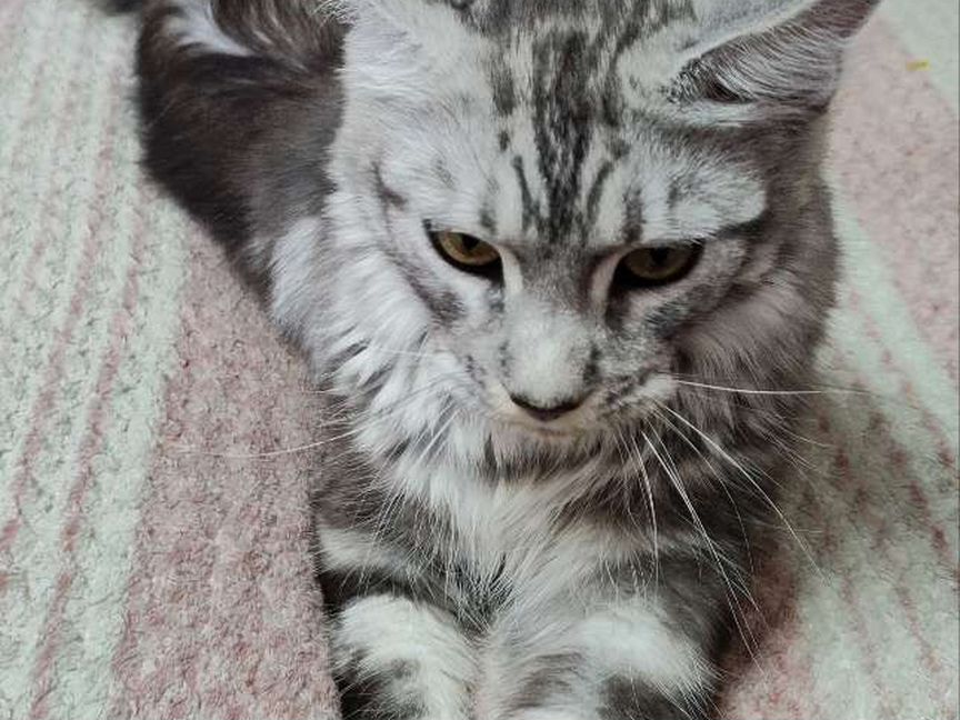 Кошечка майн -кун