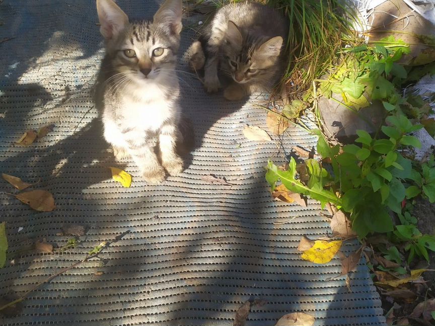 Котенок бесплатно