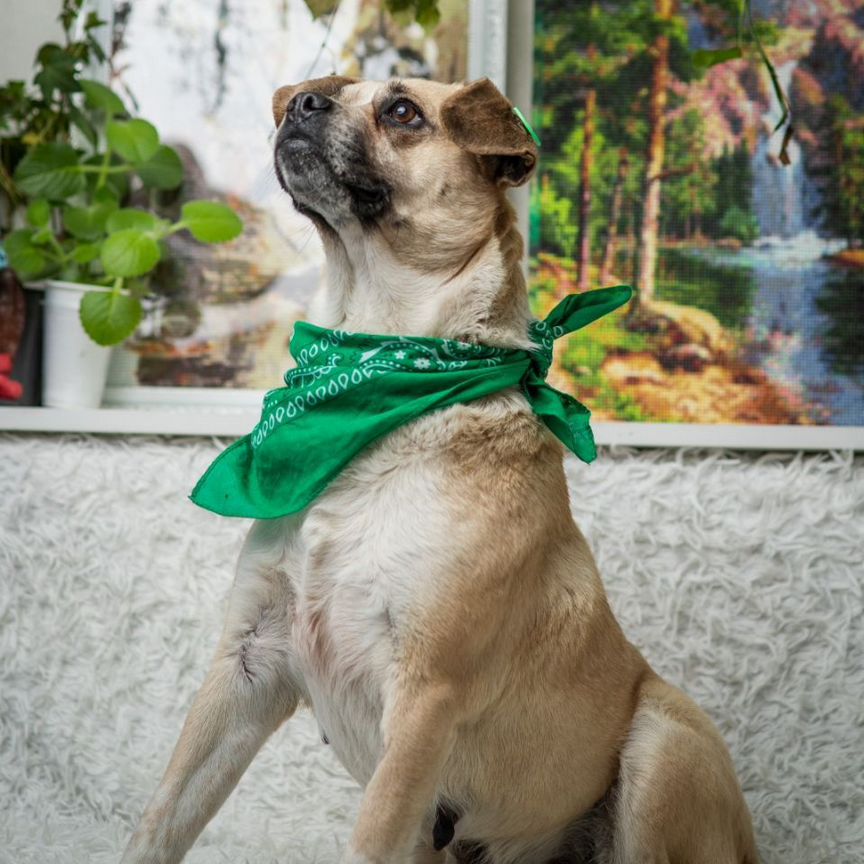 Ванильная плюшечка Марта