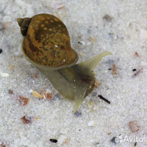 Улитка "Покемон"