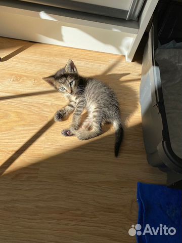 Котенок девочка в добрые руки с охотного ряда
