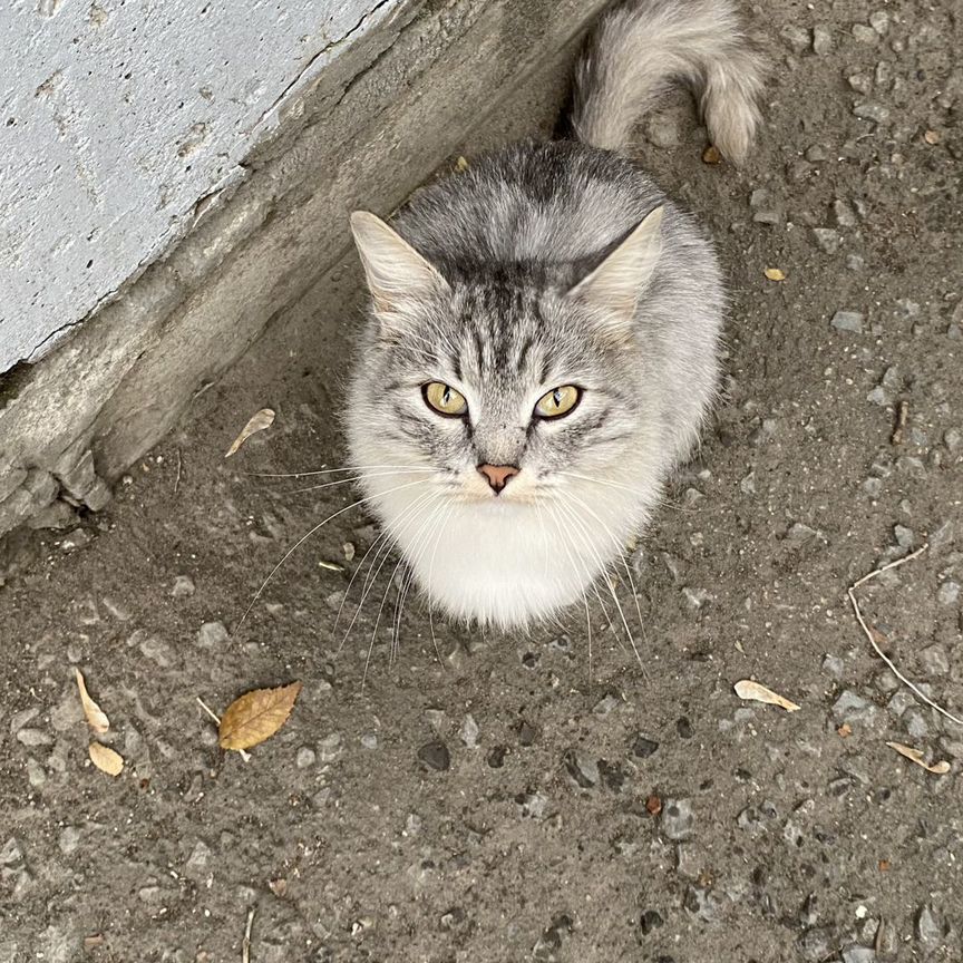 Взрослая, Девочка кошка в добрые руки