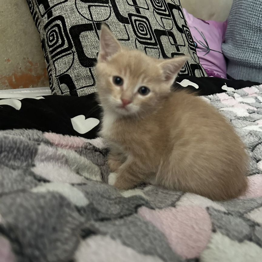 Котёнок в добрые руки