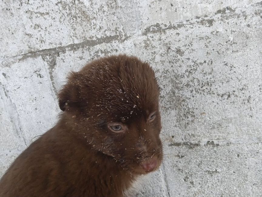 Кутята в добрые руки