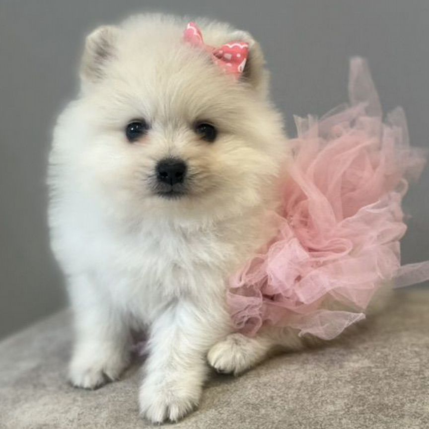 Померанский шпиц, щенок