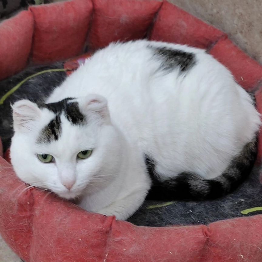 В добрые руки