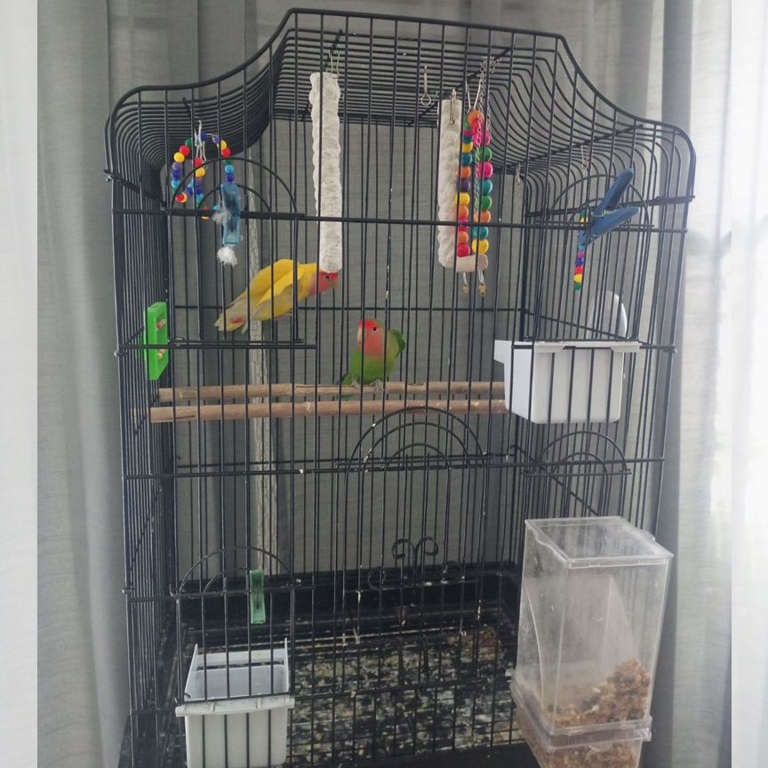 Попугай неразлучники с клеткой