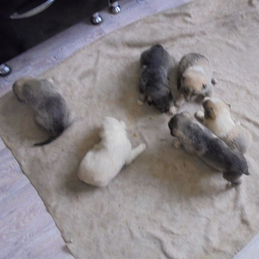 Западносибирская лайка, щенок