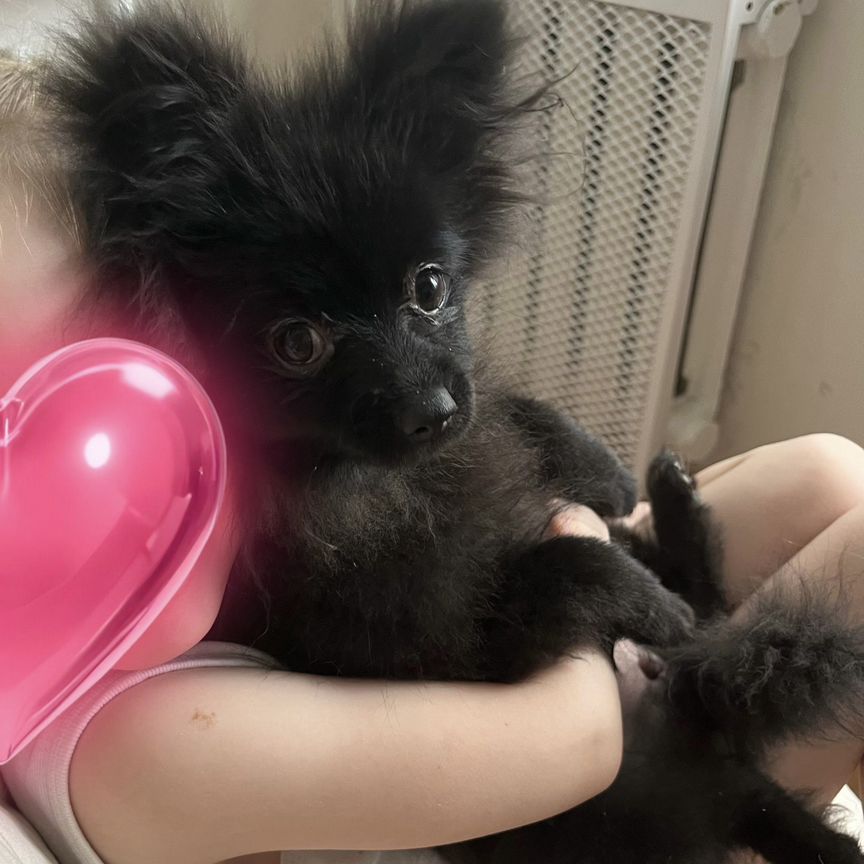 Померанский шпиц, щенок