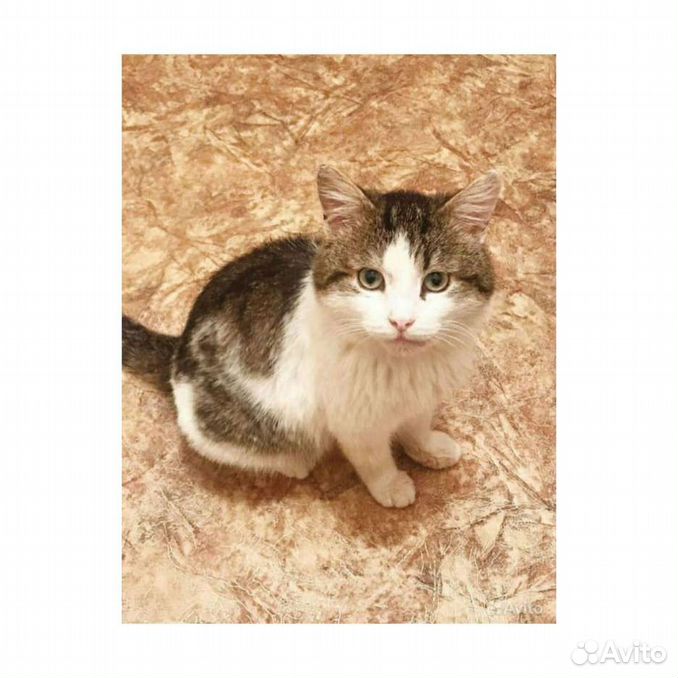 Кот 10 лет кастрирован