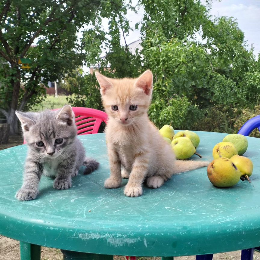 Отдам котят в добрые руки