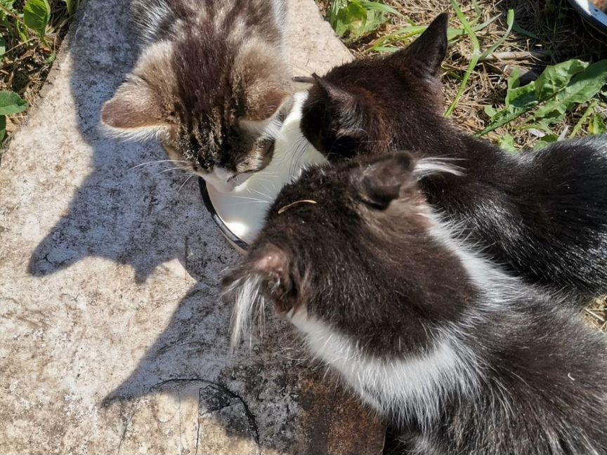 Отдам котят в добрые руки