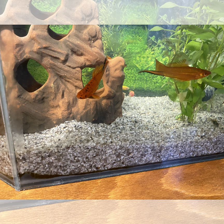 Аквариумные рыбки