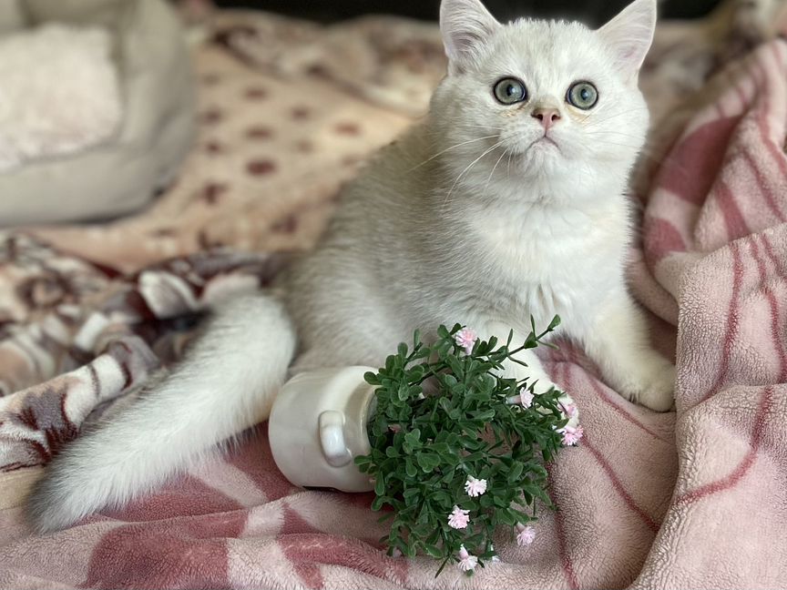 Шотландский котик Каспер