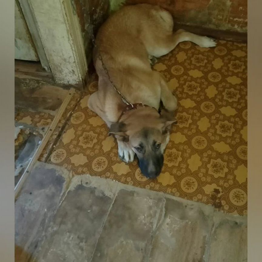 Одам в хорошие руки собаку