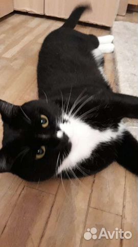 Кошка