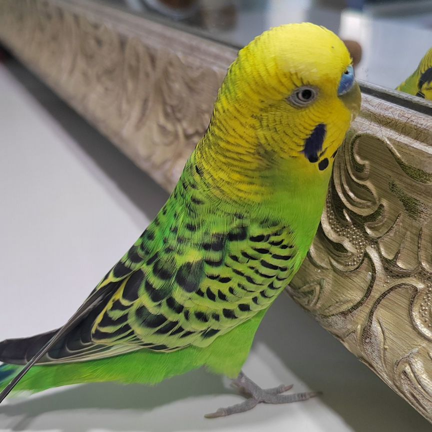 Волнистый попугай самец молодой