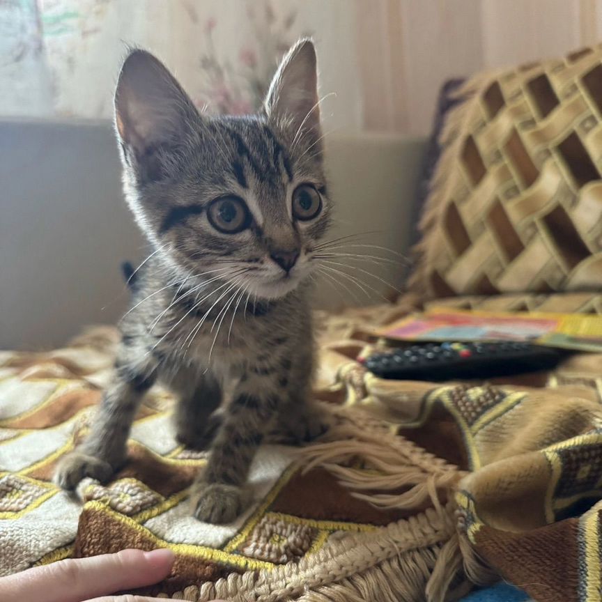 Котенок пришел в огород