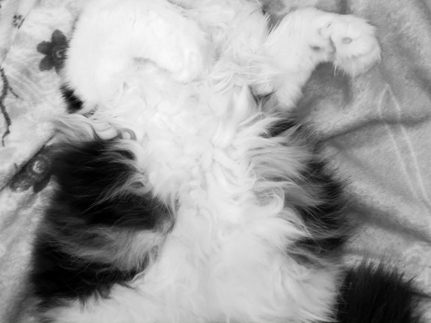 Отдам персидскую кошку