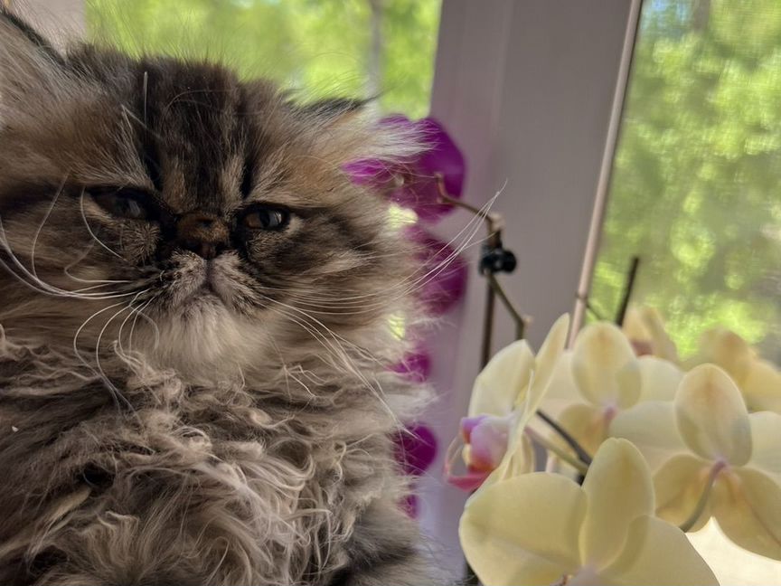 Персияночка девочка