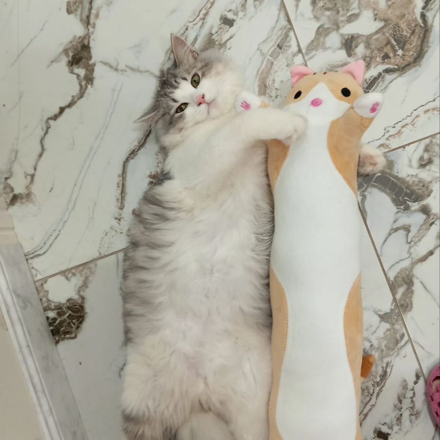 Шотландский кот вязка бесплатно