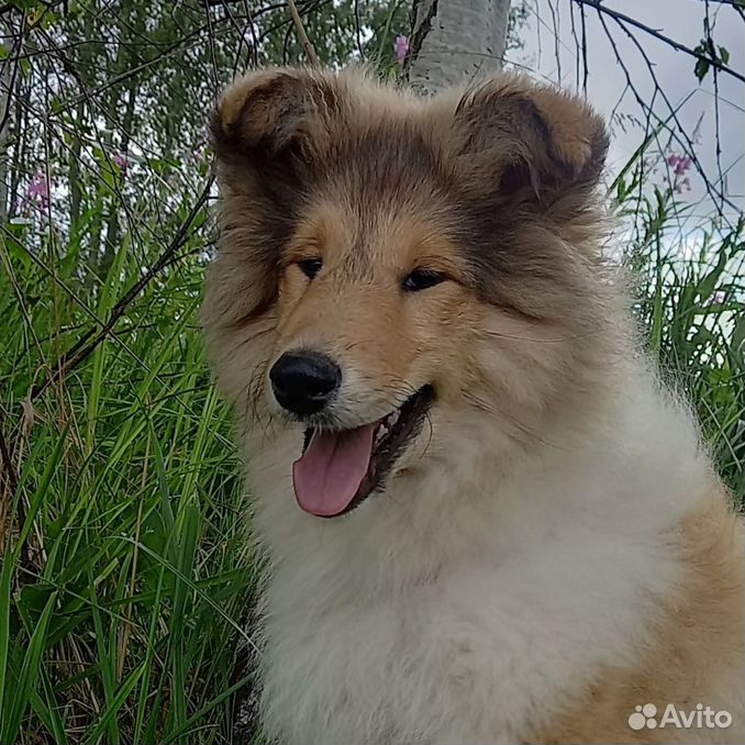 Соболиная девочка колли