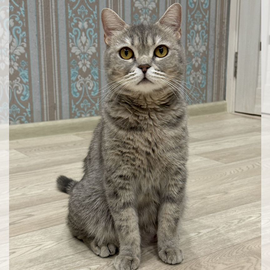 Британская короткошёрстная кошка, взрослая