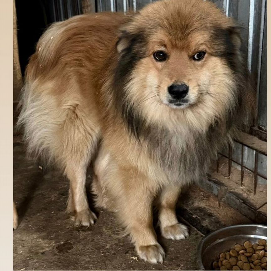 Взрослый пёс в добрые руки