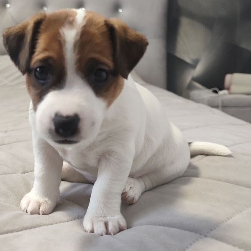 Джек-рассел-терьер, щенок