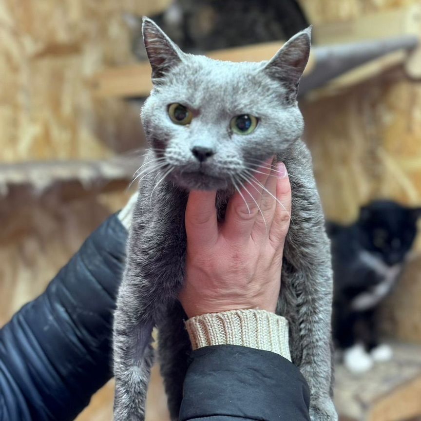Дымчатая кошечка грустит в приюте