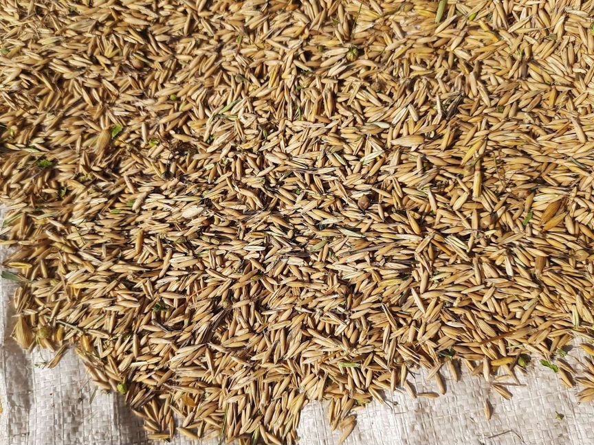 Овес, ячмень, пшеница